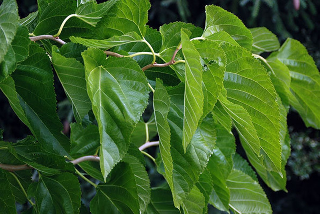 Morus Alba 'unryu' - Contorted Mulberry - Live Plant - 12" Tall - 1 ...