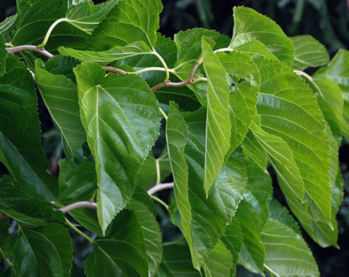 Morus Alba 'unryu' - Contorted Mulberry - Live Plant - 12" Tall - 1 ...