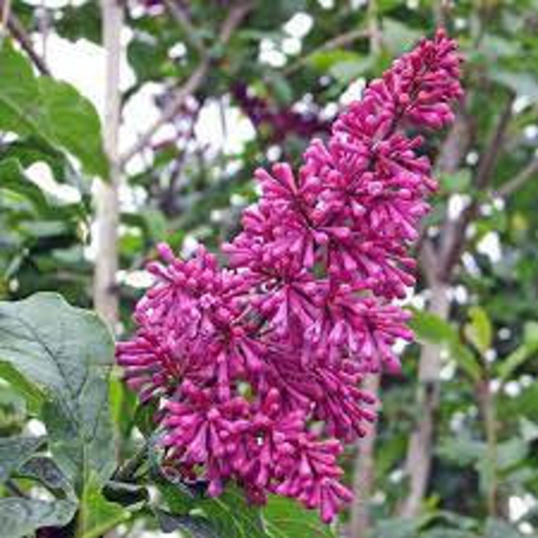 Syringa X Prestoniae 'red Wine' Lilac - Live Plant - 2 Gallon Pot - Etsy