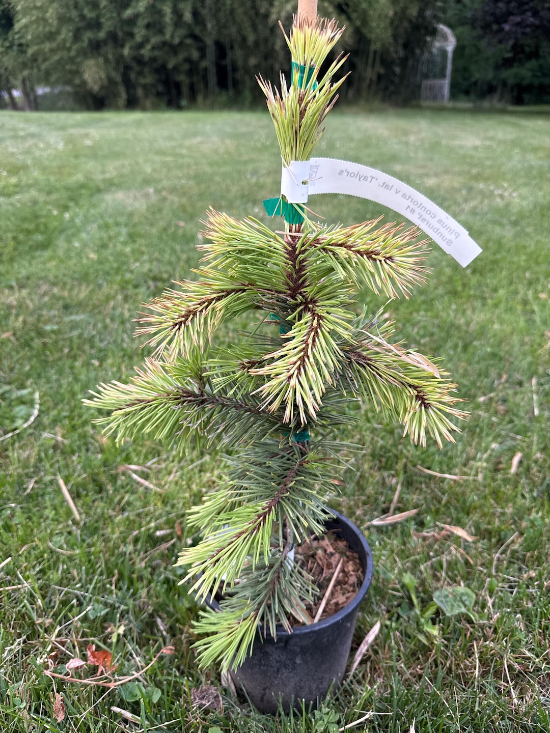 Pinus Contorta 'taylor’s Sunburst' - Lodgepole Pine - 12" Tall - 1 ...