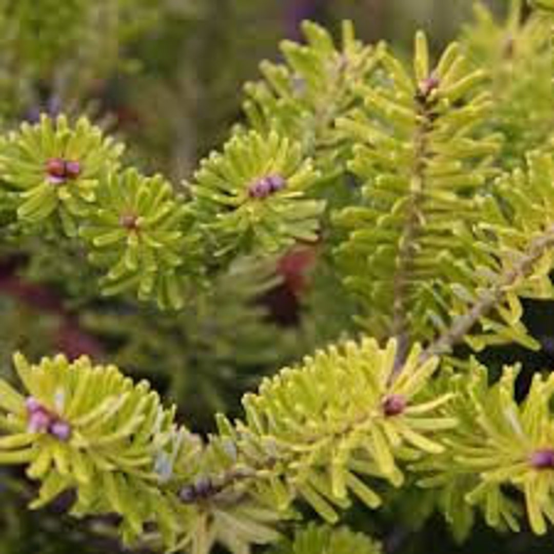 Abies Koreana 'golden Glow' - Golden Korean Fir - Live Plant - 10” Tall ...