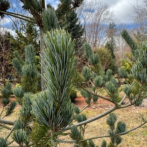 Pinus Parviflora 'glauca' - Blue Japanese White Pine - 12" Tall - 1 ...