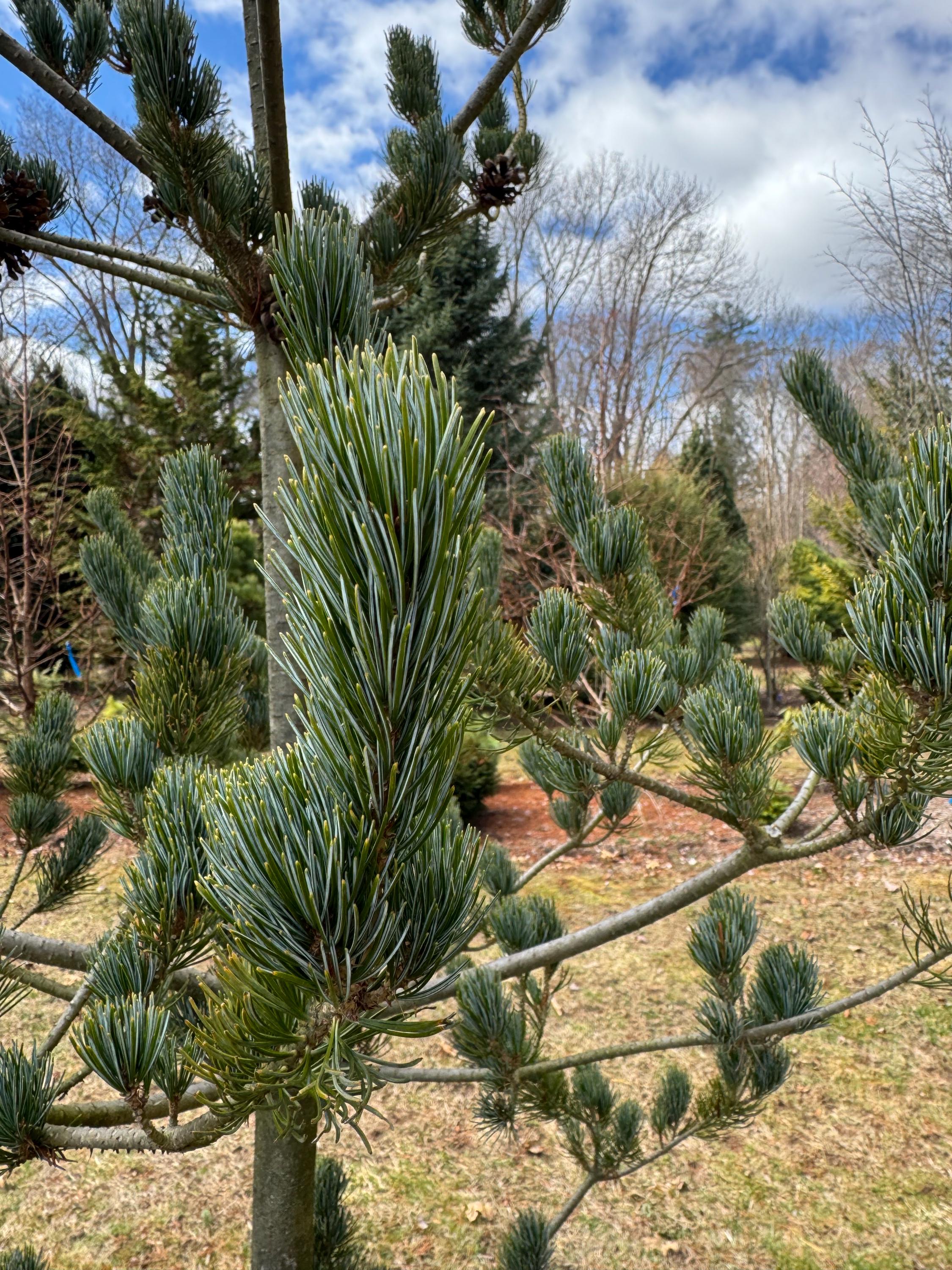 Pinus Parviflora 'glauca' - Blue Japanese White Pine - 12" Tall - 1 ...