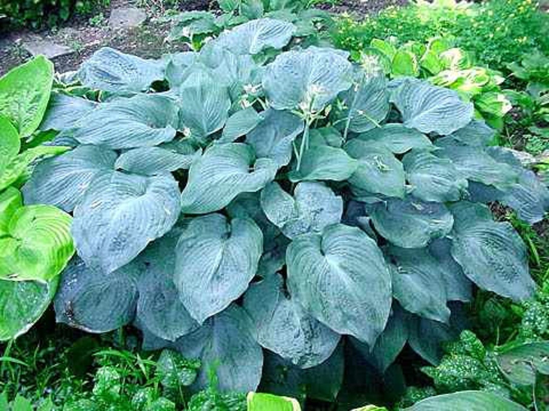 Hosta 'blue Angel' 3" Pot Size Starter Plant - Etsy