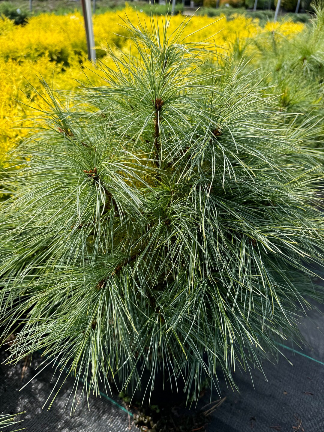 Pinus Strobus 'blue Shag' - Eastern White Pine - Live Plant - 1 Year ...