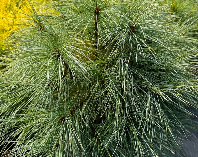 Pinus Strobus 'blue Shag' - Eastern White Pine - Live Plant - 1 Year ...