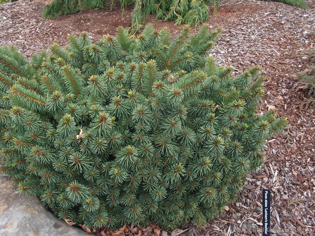 Picea Abies 'lanham's Beehive' - Miniature Norway Spruce - 8" Tall - 1 ...
