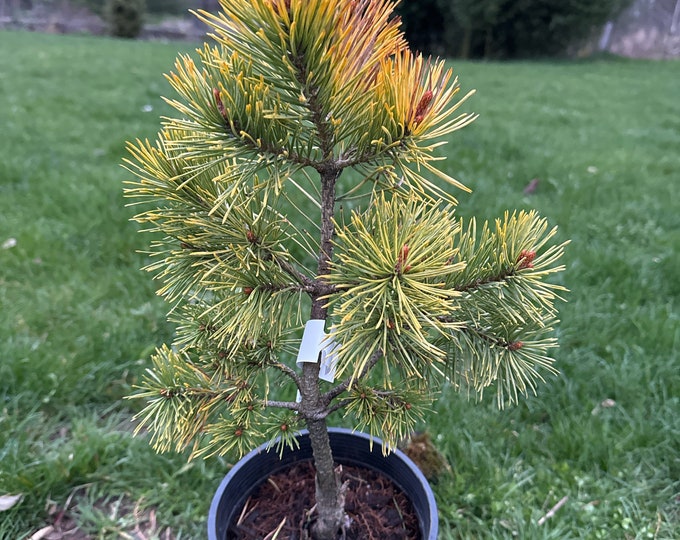 Pinus Sylvestris 'gold Medal' - Scots Pine - 12" Tall - 1 Gallon Pot - Etsy