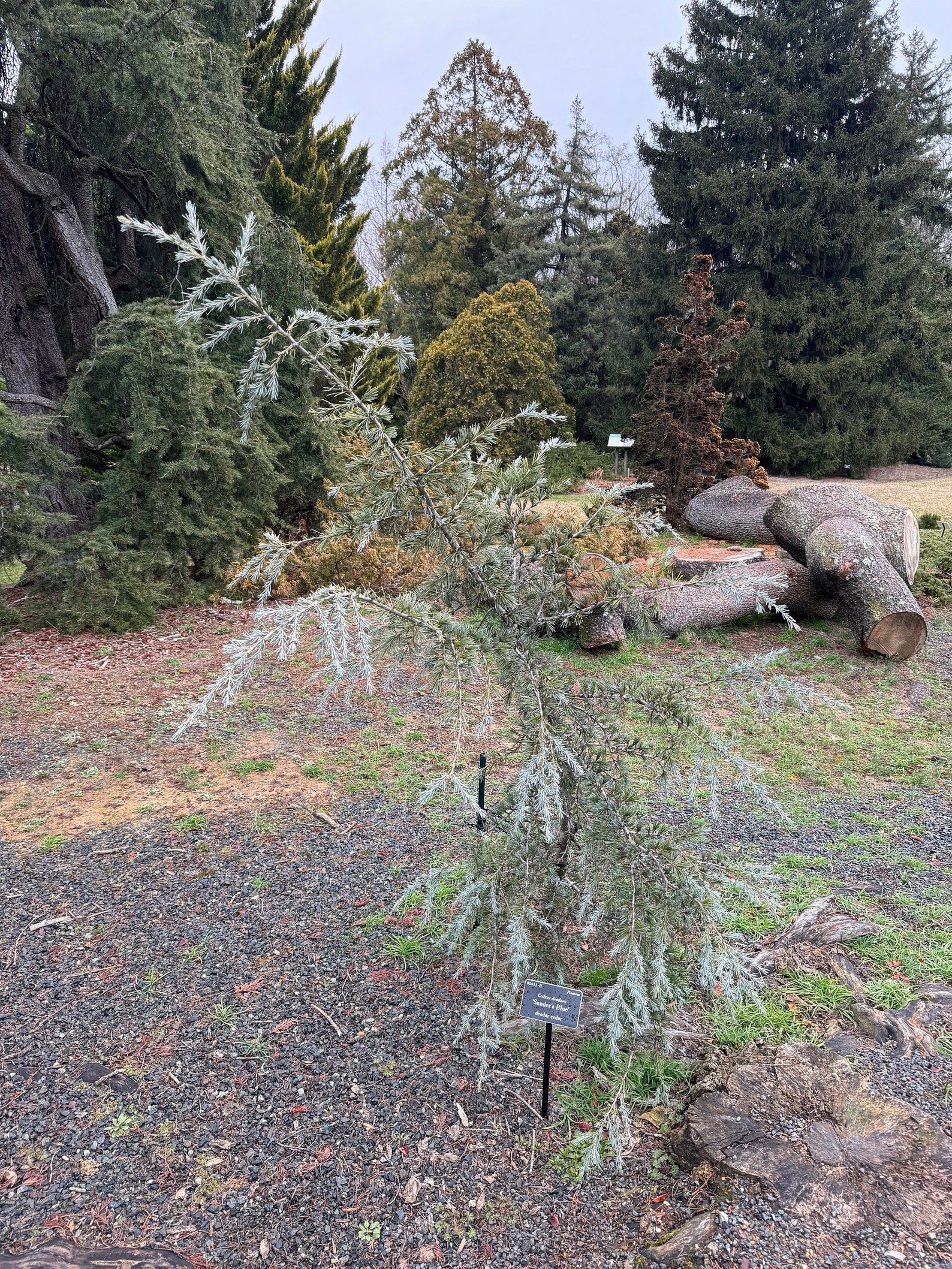 Cedrus Deodara 'sander's Blue' - Deodar Cedar - 12" Tall - 1 Gallon Pot ...