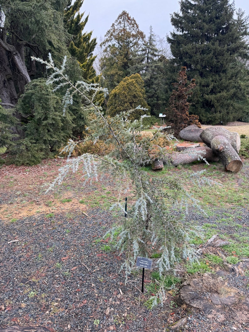 Cedrus Deodara 'sander's Blue' - Deodar Cedar - 12" Tall - 1 Gallon Pot ...