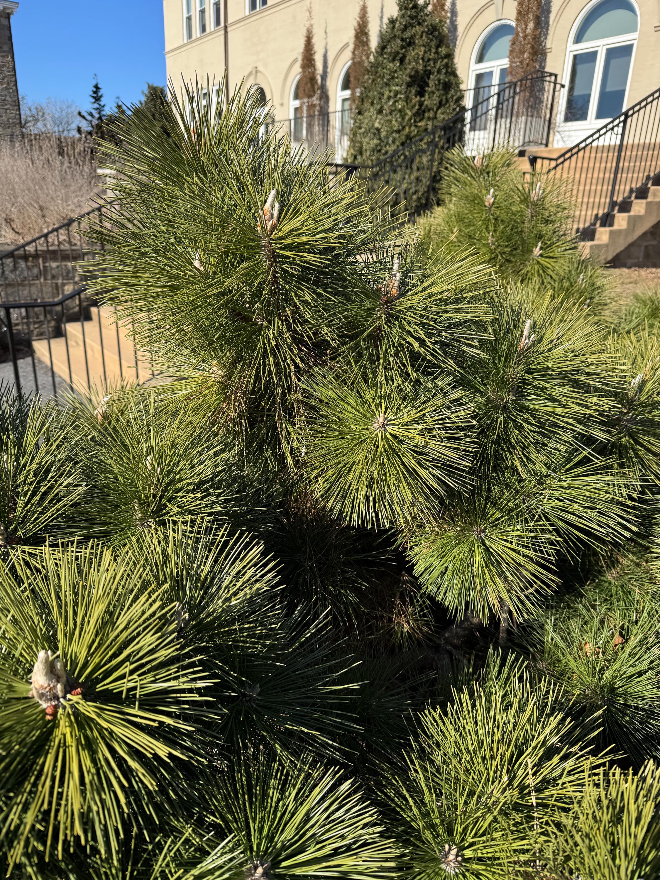 Pinus Thunbergii 'thunderhead' - Japanese Black Pine - Live Plant - 1 ...