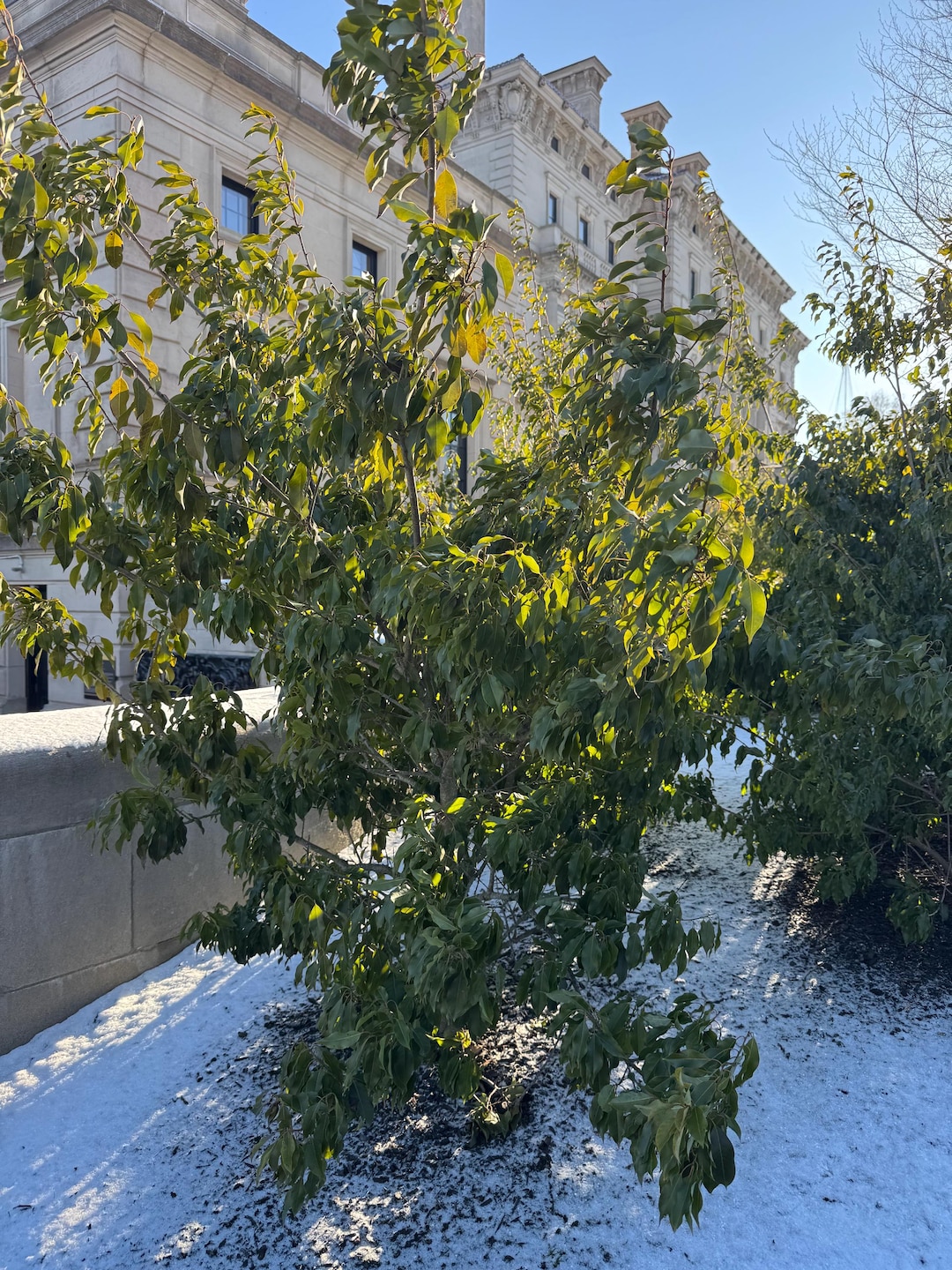 Ilex Pedunculosa 'male' - Longstalk Holly - 8" Tall - 4” Pot - Etsy