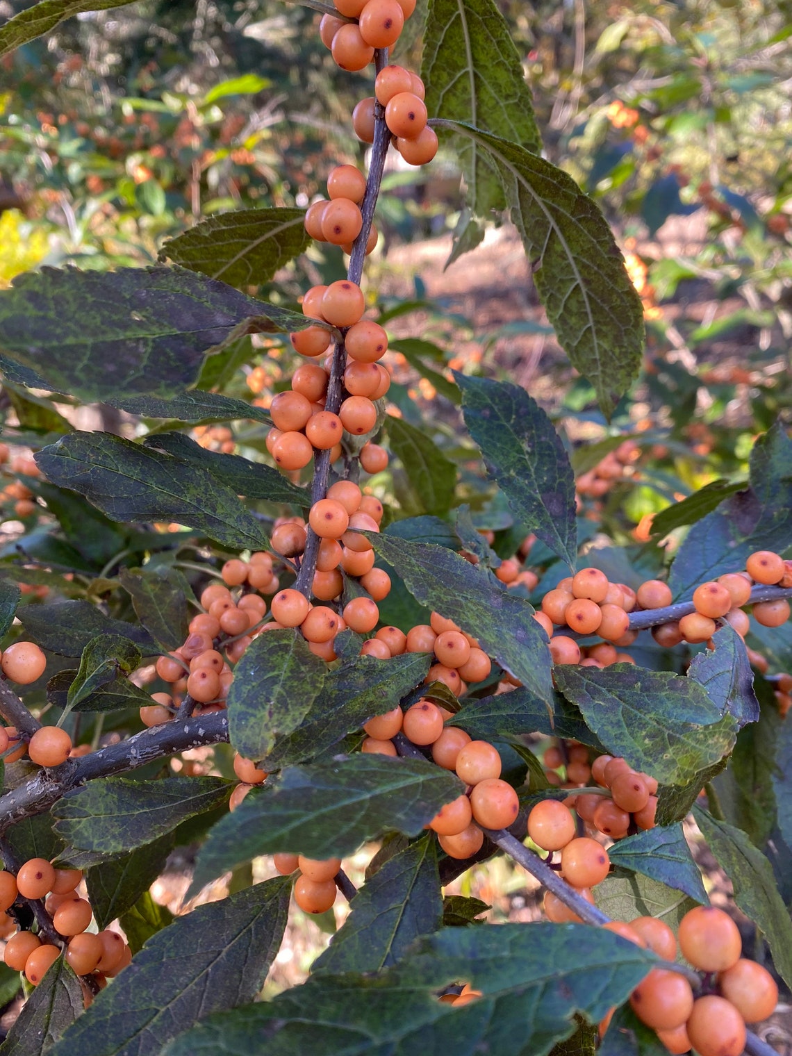Ilex Verticillata 'winter Gold' - Orange Fruit Winterberry - 4" Pot ...