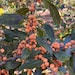 Ilex Verticillata 'winter Gold' - Orange Fruit Winterberry - 4" Pot ...