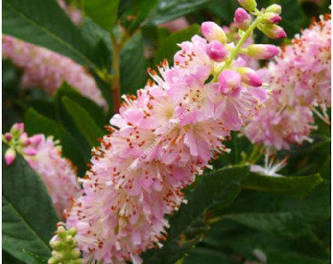 Clethra Alnifolia 'pink Spire' Summersweet 2 Gallon Pot - Etsy