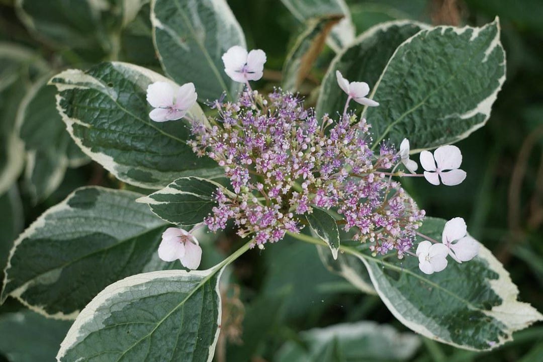 Hydrangea Macrophylla 'mariesii Variegata' - Variegated Hydrangea - 2 ...