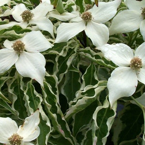 Cornus Kousa 'wolf Eyes' Variegated Dogwood Live | Etsy
