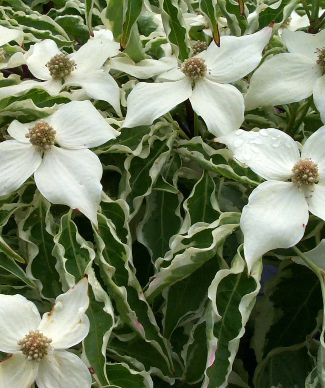 Cornus Kousa 'wolf Eyes' - Variegated Dogwood - Live Plant - 18” Tall ...