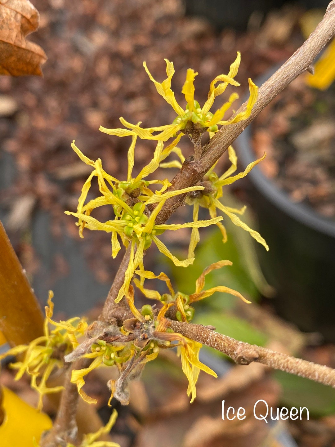 Hamamelis Virginiana 'ice Queen' Witch Hazel - Live Plant - 12” Tall ...