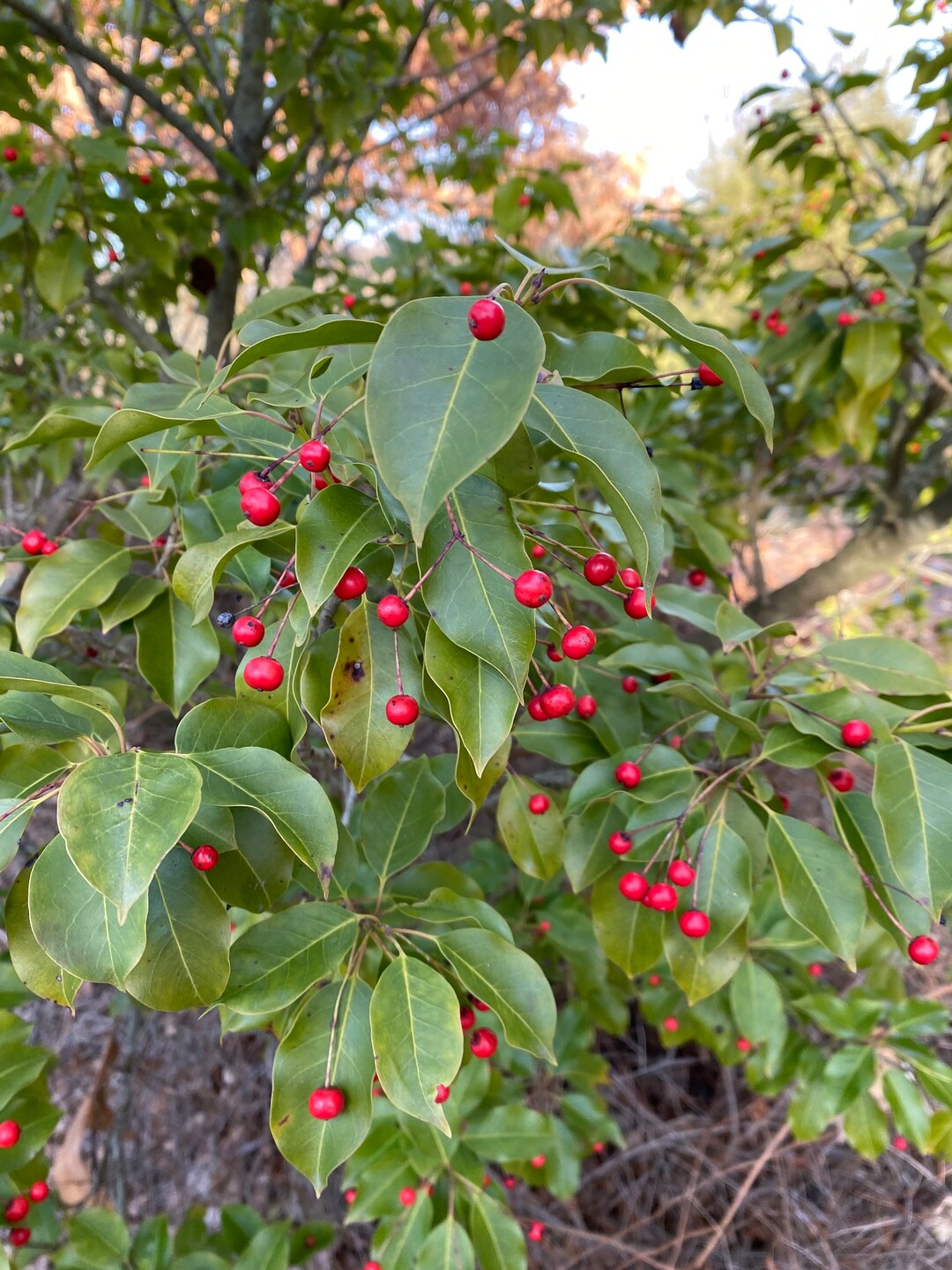 Ilex Pedunculosa 'female' - Longstalk Holly - 12" Tall - 4” Pot - Etsy