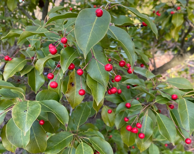 Ilex Pedunculosa 'female' - Longstalk Holly - 12" Tall - 4” Pot - Etsy