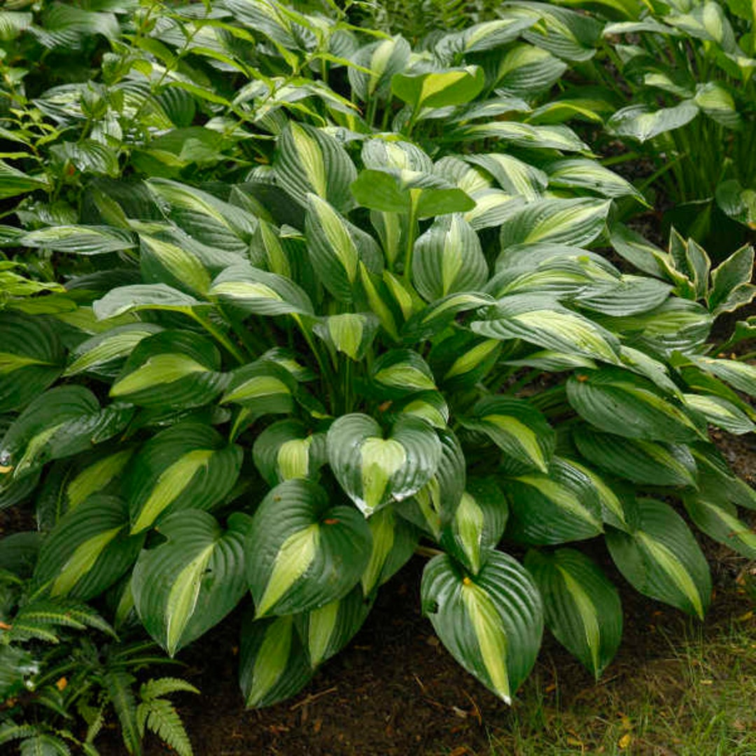 Hosta 'striptease' 1 Division Size Starter Plant Ships Bare Root - Etsy