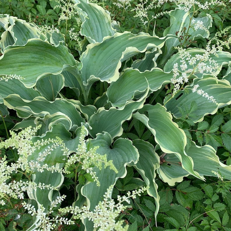 Hosta 'dancing in the Moonlight' 3" Pot Size Starter Plant - Etsy