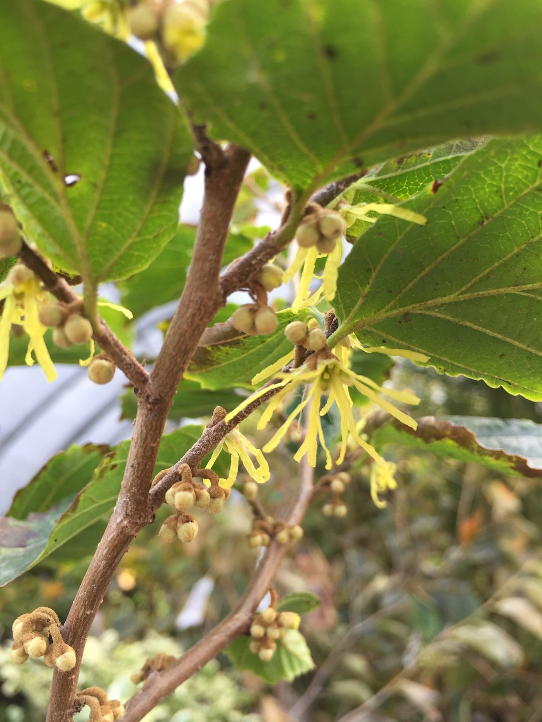 Hamamelis Virginiana 'little Suzie' Dwarf Witch Hazel - Live Plant - 1 ...