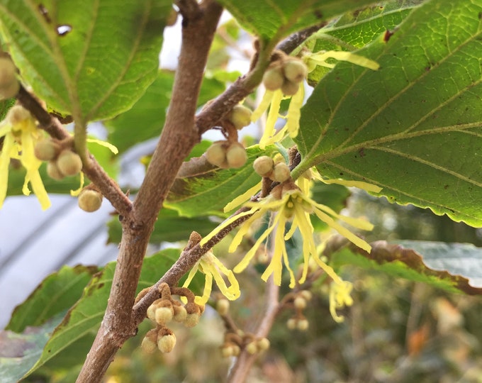 Hamamelis Virginiana 'little Suzie' Dwarf Witch Hazel - Live Plant - 1 ...