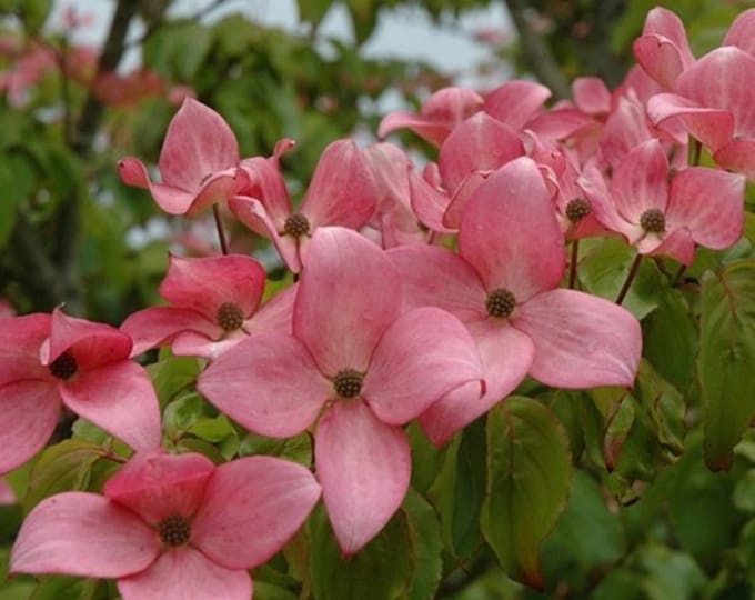 Scarlet Fire Dogwood - Cornus Kousa 'rutpink' - Chinese Dogwood - 20 ...