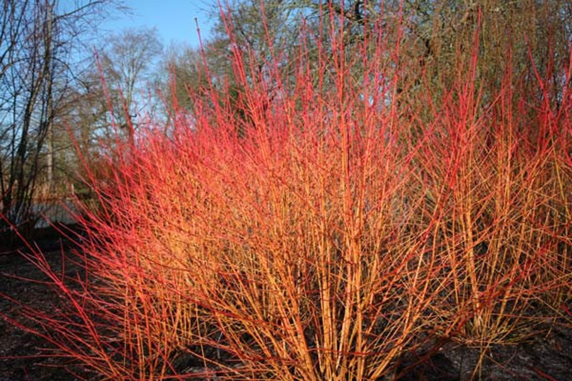 Cornus Midwinter Fire Dogwood - 1 Gallon Pot Size Plant - Etsy