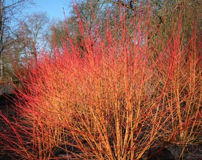 Cornus Midwinter Fire Dogwood - 1 Gallon Pot Size Plant - Etsy