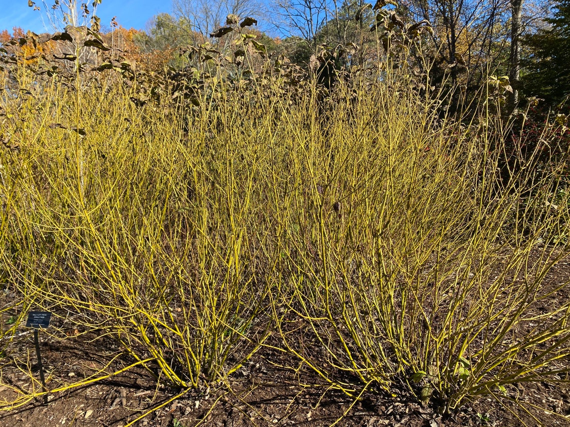 Cornus Alba 'bud's Yellow' - Yellow Twig Dogwood - 4" Pot Size Live ...
