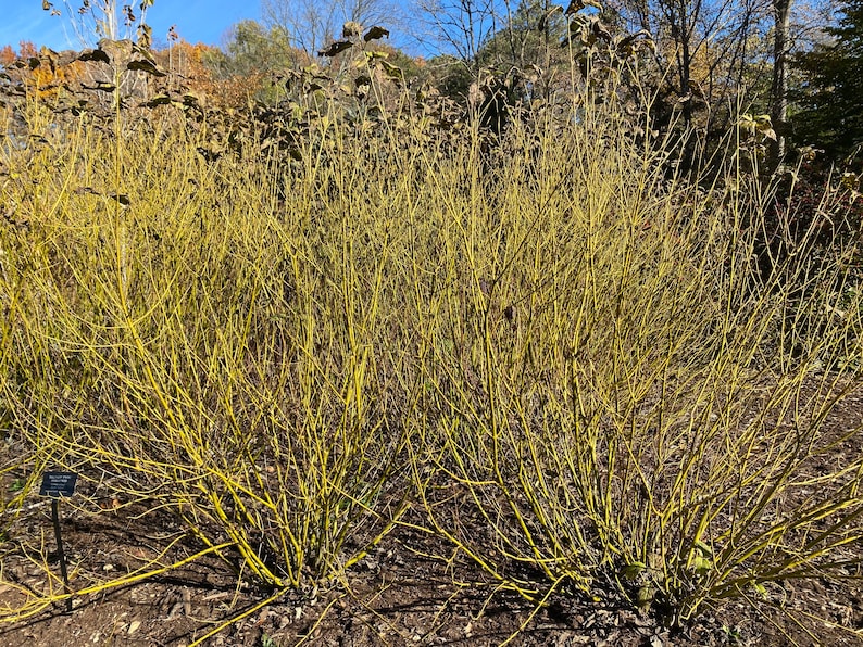 Cornus Alba 'bud's Yellow' - Yellow Twig Dogwood - 4" Pot Size Live ...