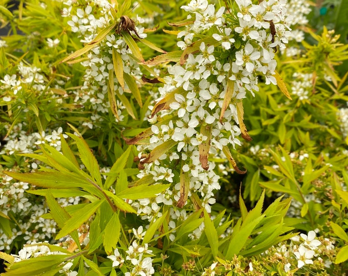 Spiraea Thunbergii ‘ogon’ - Live Plant - 1 Gallon Pot - Etsy