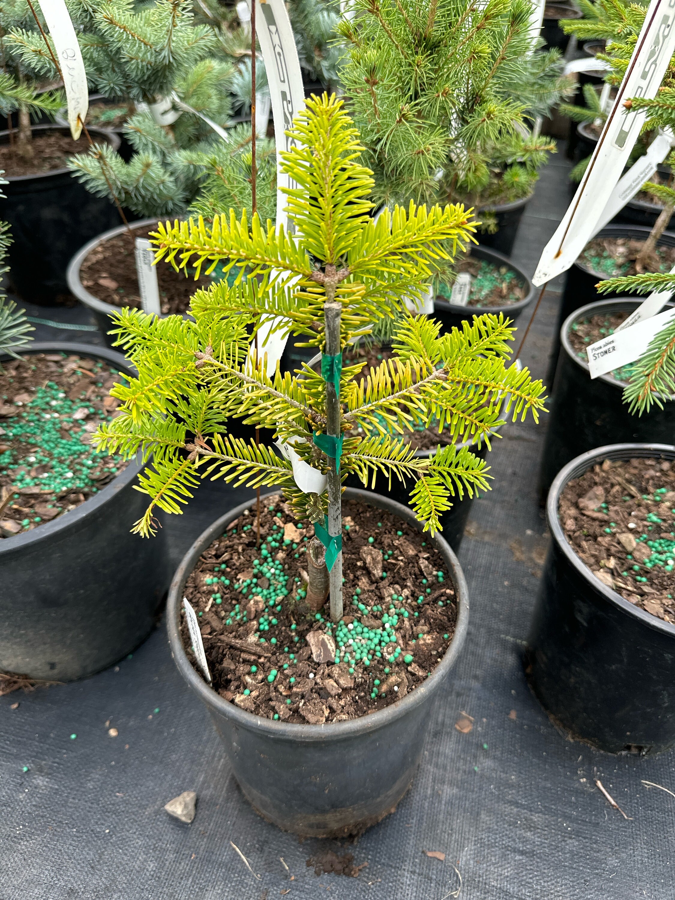 Abies Nordmanniana 'golden Spreader' - Nordmann Fir - 10" Tall - 1 ...