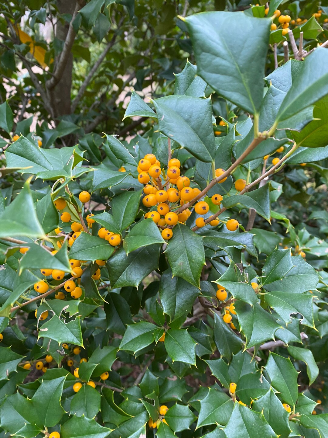 Ilex Opaca ‘longwood Gardens’ - American Holly - Live Plant - 8” Tall ...