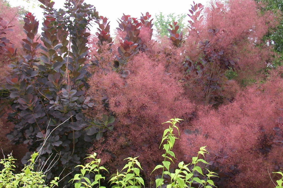 Cotinus X 'grace' - Grace Smoke Tree - 4" Pot Size Plant - Etsy