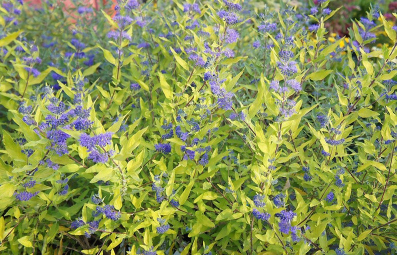 Caryopteris × Clandonensis 'worcester Gold' - Yellow Leaf Bluebeard - 2 ...