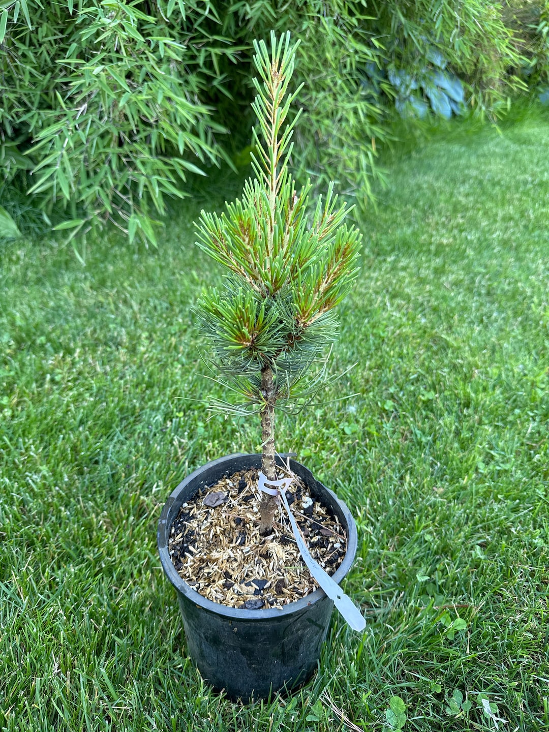 Pinus Parviflora 'ara Kawa' Live Plant 12 Tall 1 Gallon Pot - Etsy