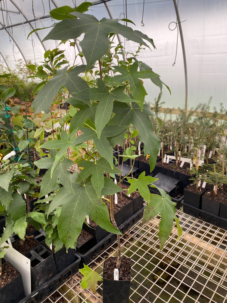 Liquidambar Styraciflua 'gumball' Dwarf Sweet Gum Tree Live Plant 12 ...