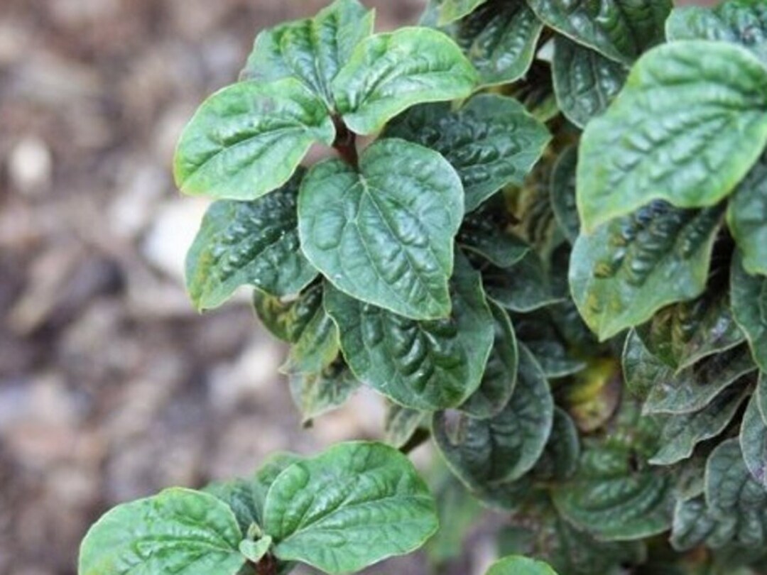 Cornus Sanguinea 'compressa' - Dwarf Bloodtwig Dogwood - Live Plant - 4 ...