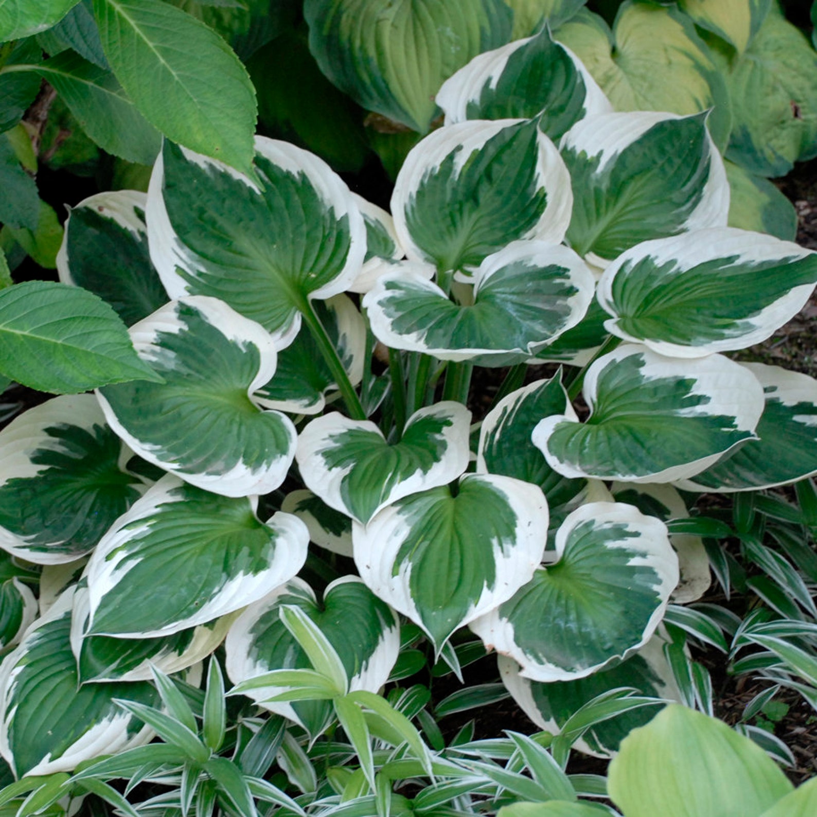 Hosta 'minuteman' 3" Pot Size Starter Plant - Etsy
