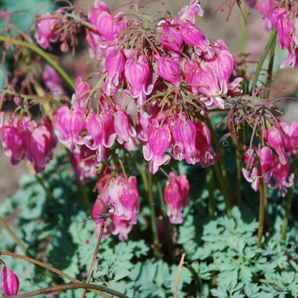 Dicentra - Etsy