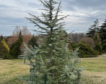 Cedrus Deodara 'sander's Blue' Deodar Cedar 12 Tall 1 Gallon Pot - Etsy