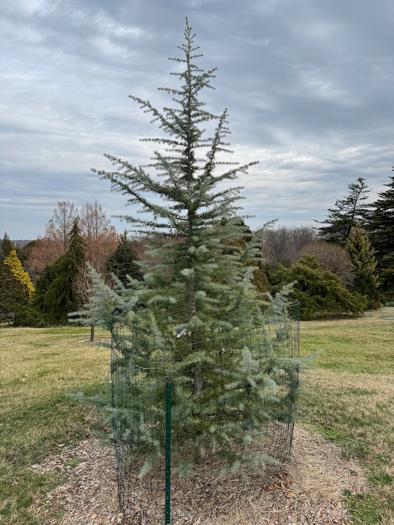 Cedrus Deodara 'electra Blue' - Deodar Cedar - 18" Tall - 1 Gallon Pot ...