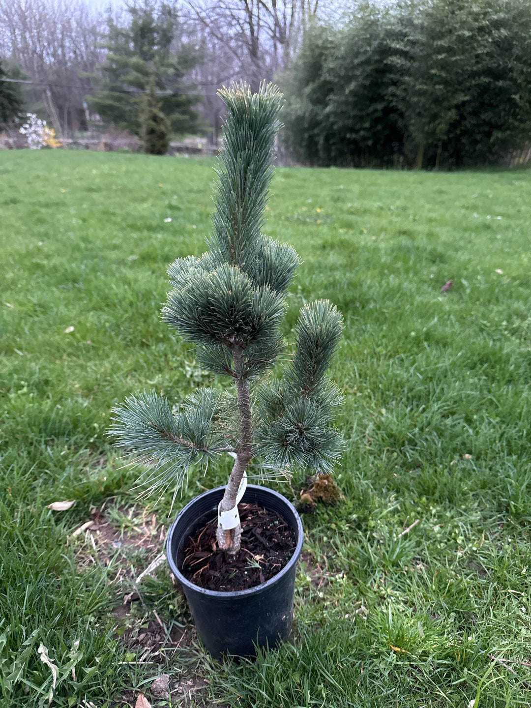 Pinus Strobiformis 'foxtail' - Southwestern White Pine - 18" Tall - 1 ...