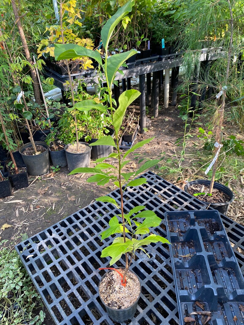 Magnolia X 'purple Star Power' 15 Tall 1 Gallon Pot - Etsy