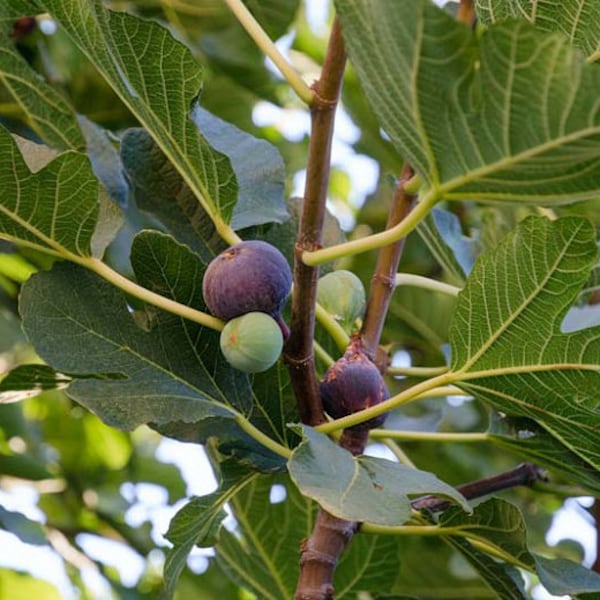 Chicago Fig Tree - Etsy