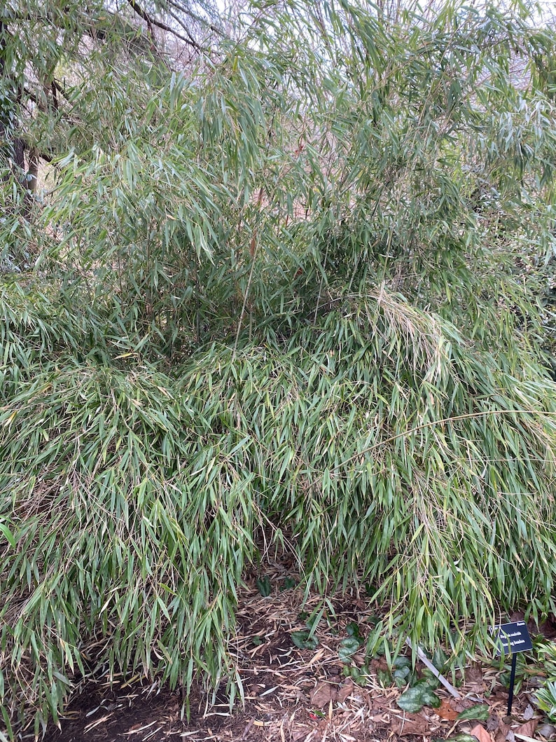 Fargesia Scabrida Bamboo - Live Plant - 1 Gallon Pot Size - Non ...